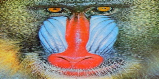 【python・opencv】画像の拡大・縮小をマスターするcv2resize Codevace
